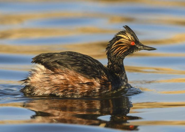 Grebes excite onlookers with their beauty and behaviors | Outdoors ...