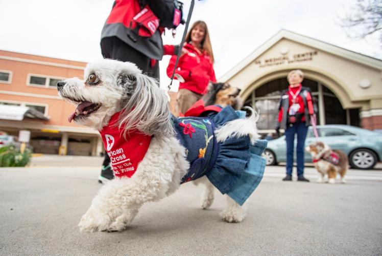 Therapy dogs bring warm fuzzies to Boise VA | State News | postregister.com