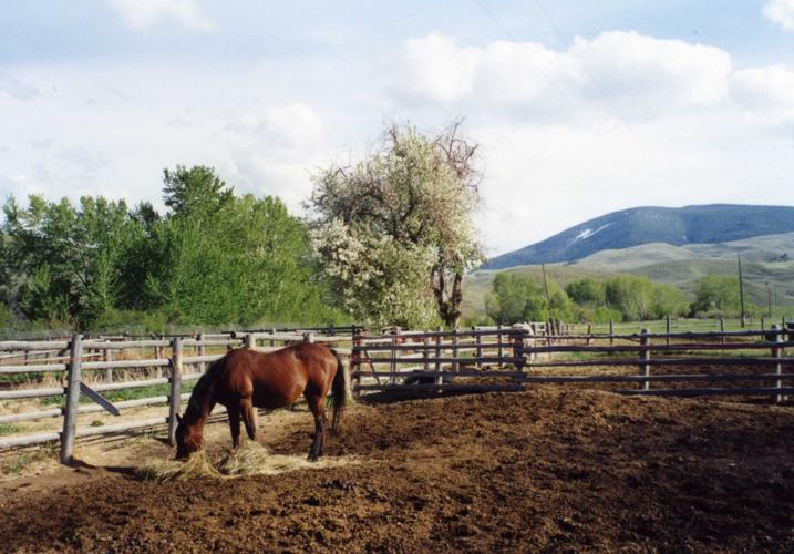 Selecting quality hay for horses | Western Life | postregister.com