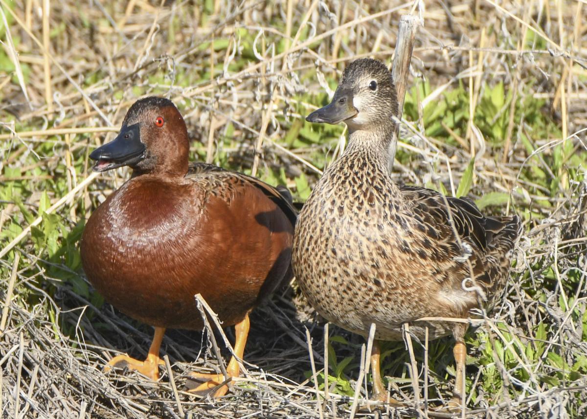 Some animals display unique sexual dimorphism | Outdoors | postregister.com