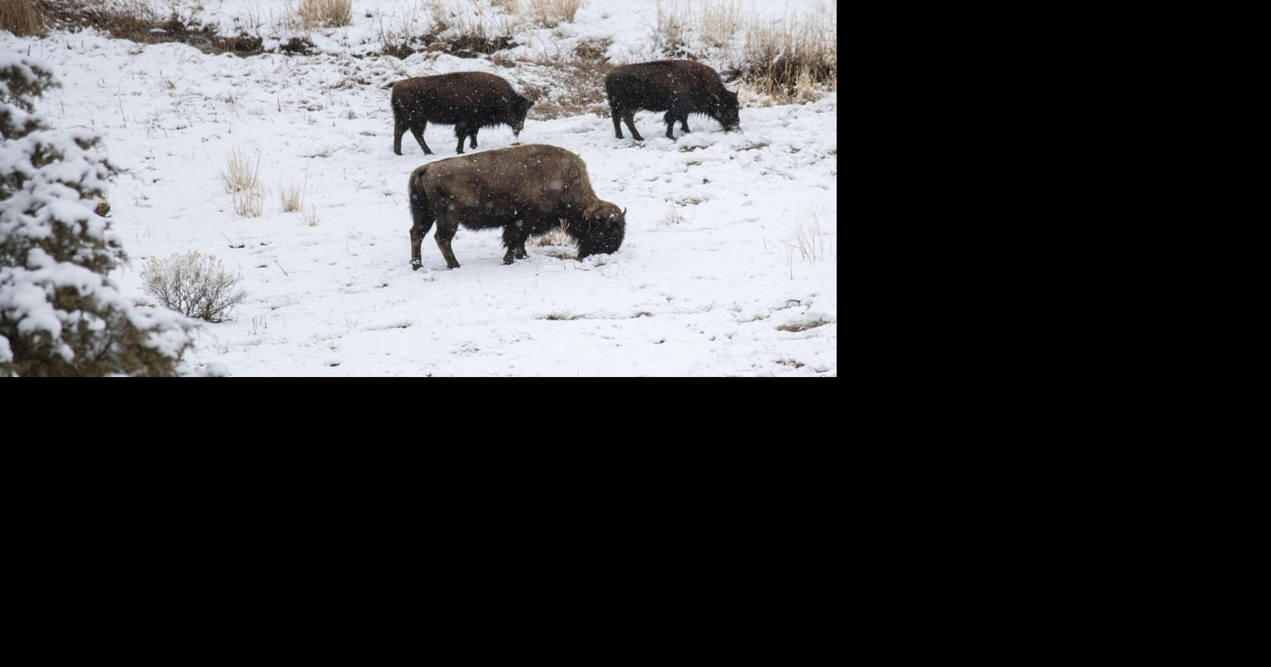 MSU study: Bison inhabited large portion of North America over past ...