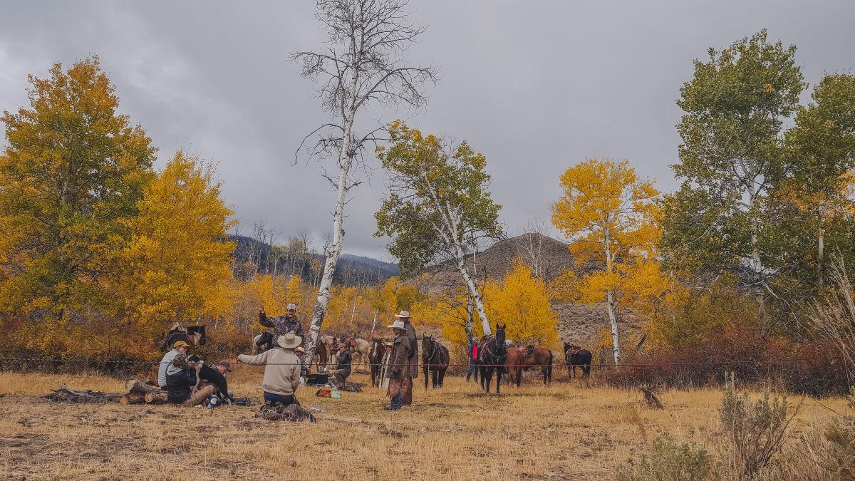 Wolves in the West: Wolf management in Idaho | Livestock | postregister.com