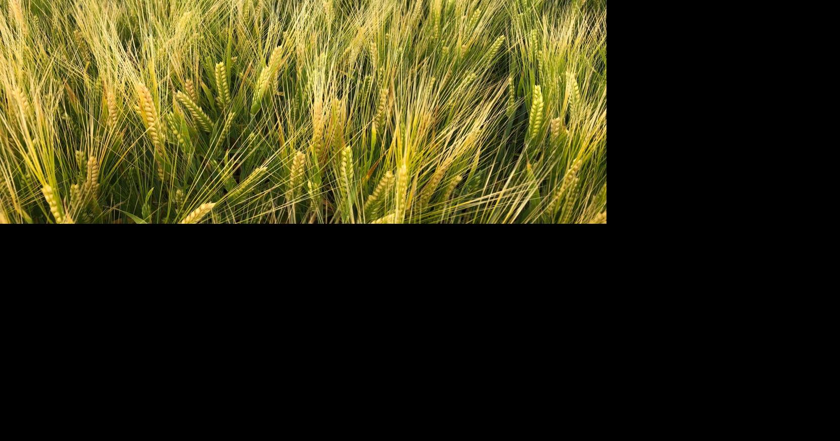 Idaho produces second biggest barley crop ever | Farm & Ranch ...