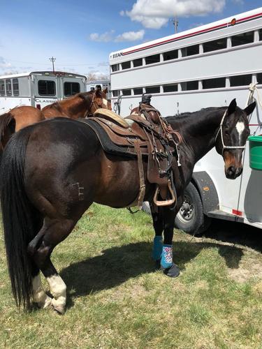 Speedy Appy-cross gelding named Rock is like rock star on the rodeo ...
