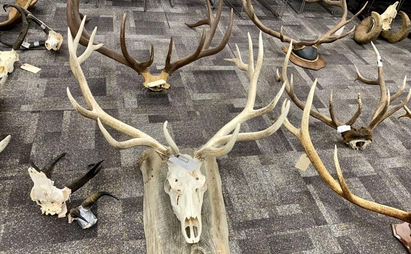 Big game scoring day to be held in Idaho Falls | Local News ...