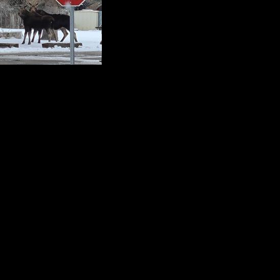 "Roberta" the Roberts Moose returns | News | postregister.com