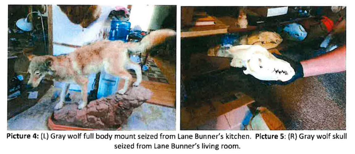 animal poaching problems