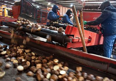 Fresh potatoes are one step closer to entering Japan’s market after ...