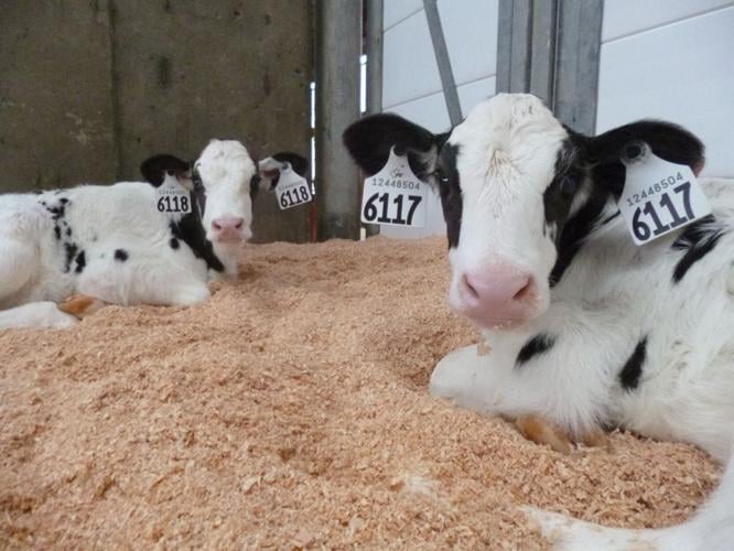 Housing for dairy calves | Farm & Ranch | postregister.com