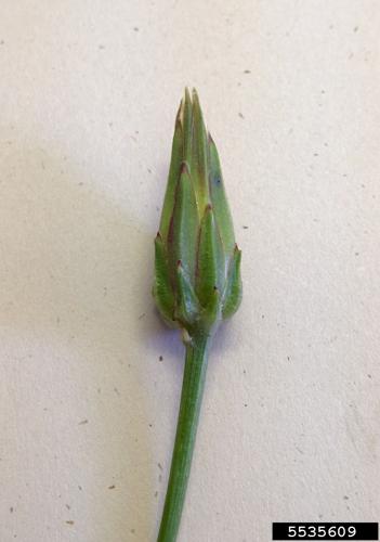 War on Weeds: Cutleaf vipergrass | Columnists | postregister.com