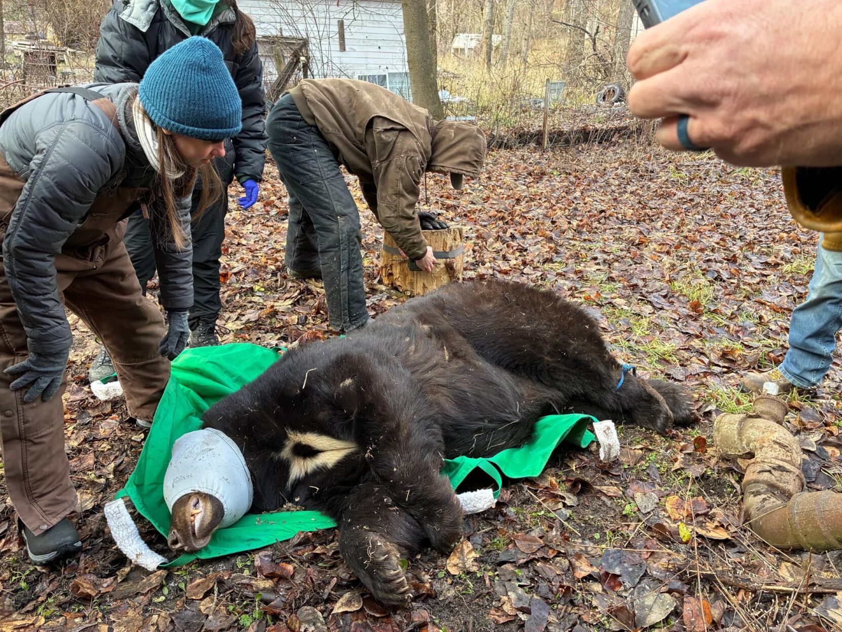 How Washington wildlife officials moved a black bear they found under ...