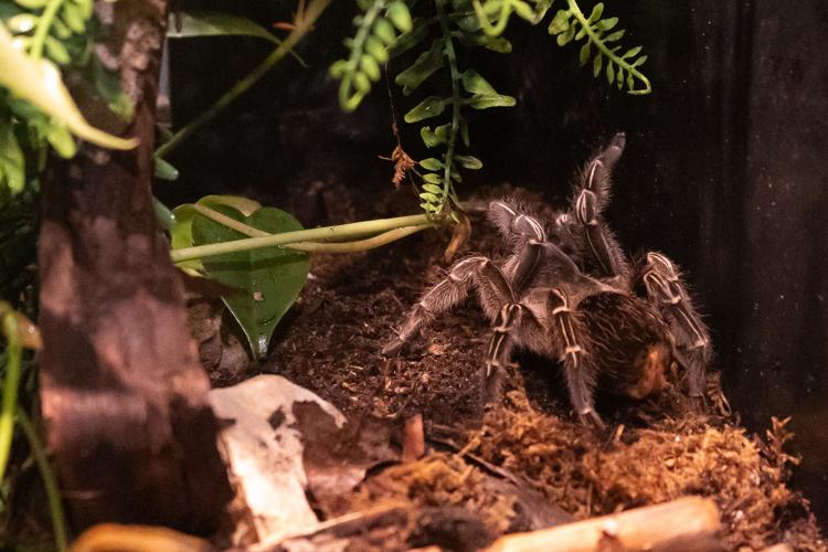 Museum of Idaho to feature its first live-animal exhibit, which opens ...