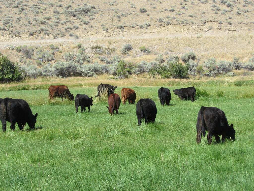 beef cows per acre