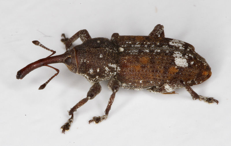 The Bug Box: White pine weevil | Bug Box | postregister.com