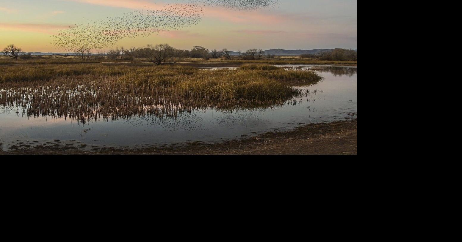 Complex networks in nature | Outdoors | postregister.com