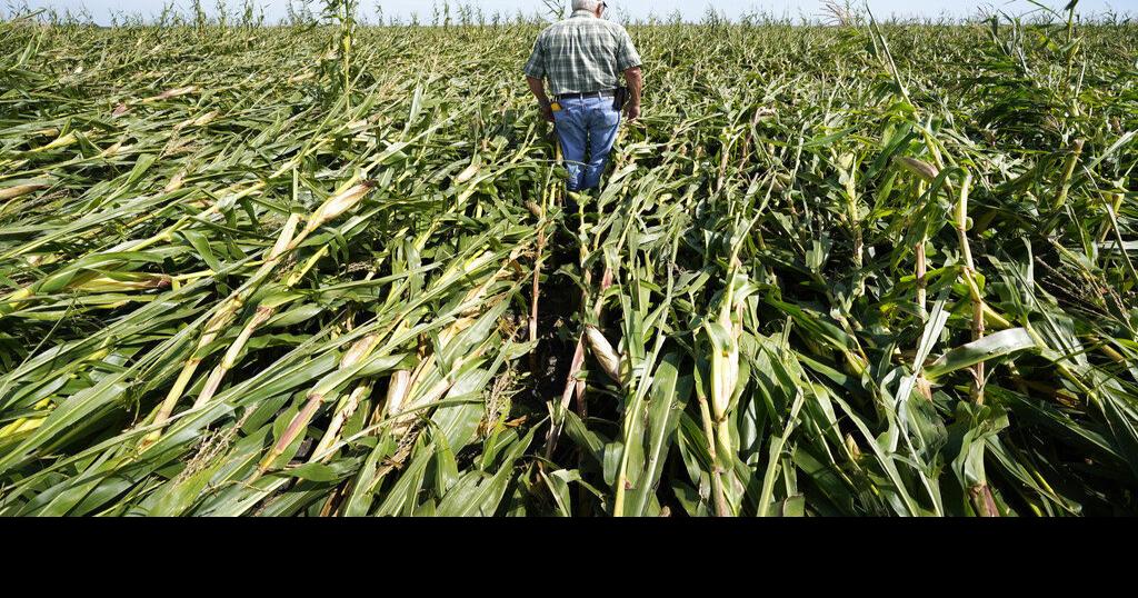 Iowa farmers unsure what's next after winds flatten corn | Crops ...