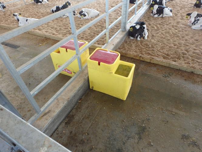 Barnyard Basics: Importance of water for dairy calves | Columnists ...