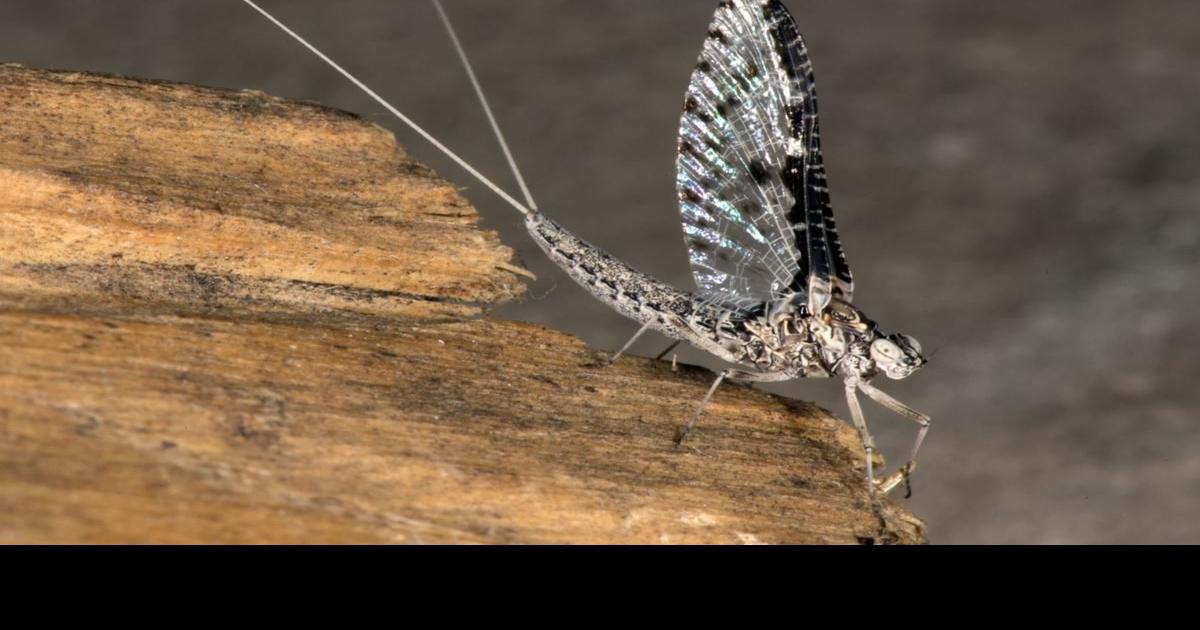 Mayfly hatches are signs of healthy waters, good fly fishing | Outdoors ...