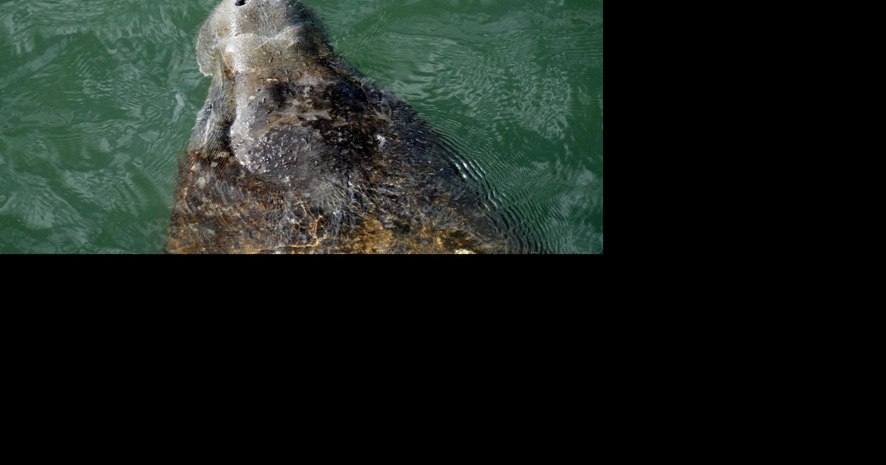 Florida Daily Life | National News | postregister.com