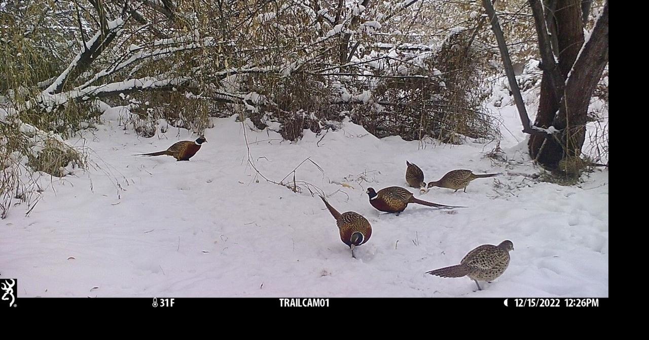 CONNELLY: Pheasant stocking: The controversy that won’t quit ...