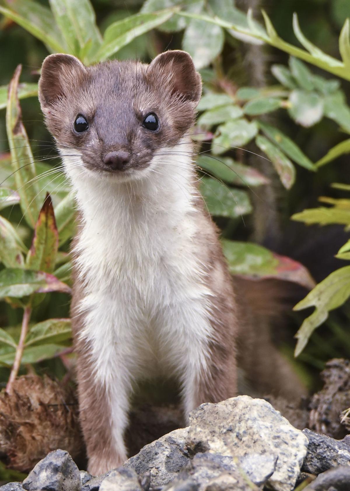 Small mammals are a diverse group | Outdoors | postregister.com