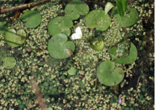 War on Weeds: Common, European frogbit | Pests & Weeds | postregister.com