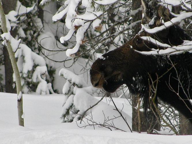 Persuaded by a moose to exit the trail | Outdoors | postregister.com
