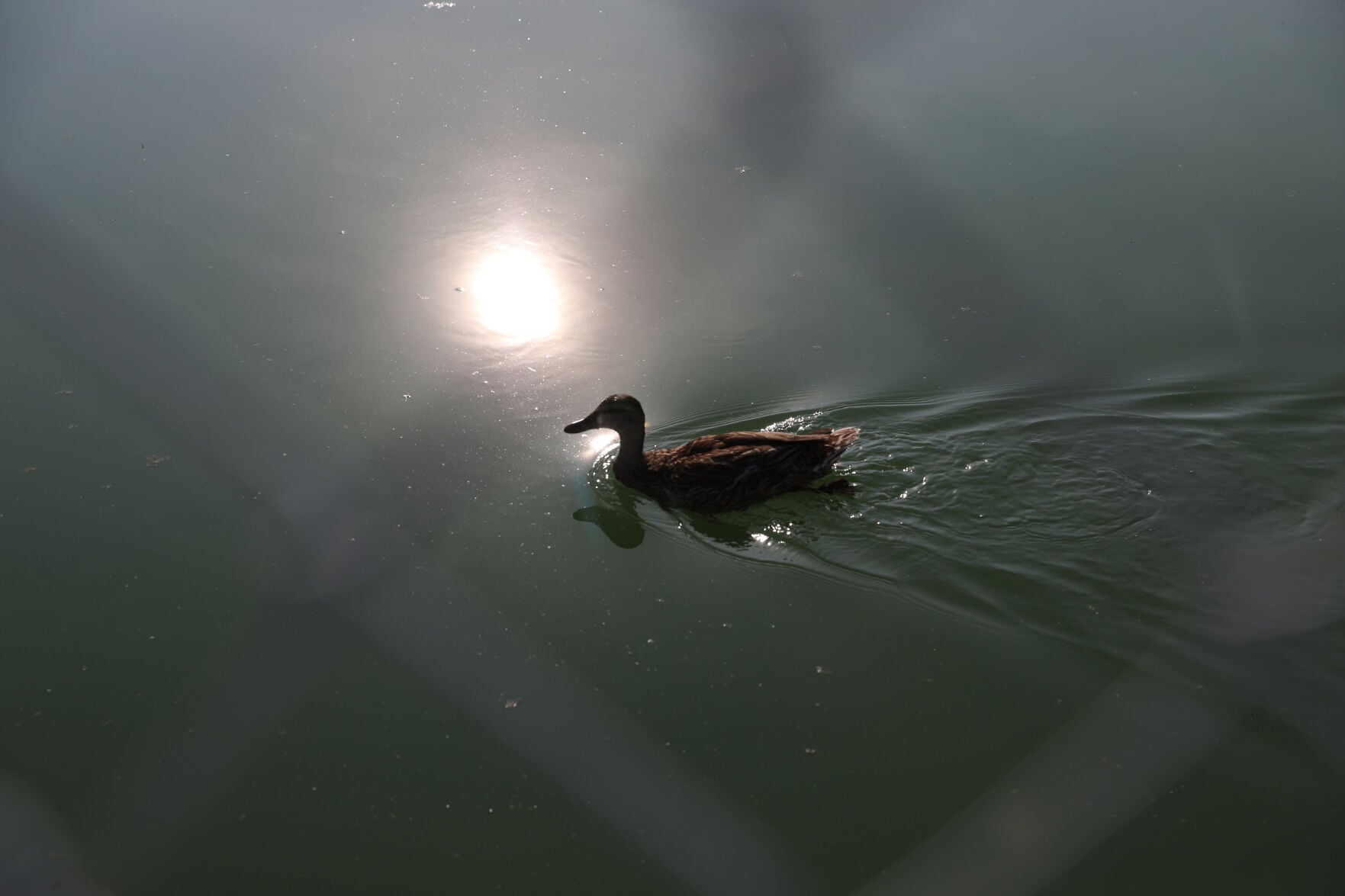 Lincoln Memorial Reflecting Pool | National News | postregister.com