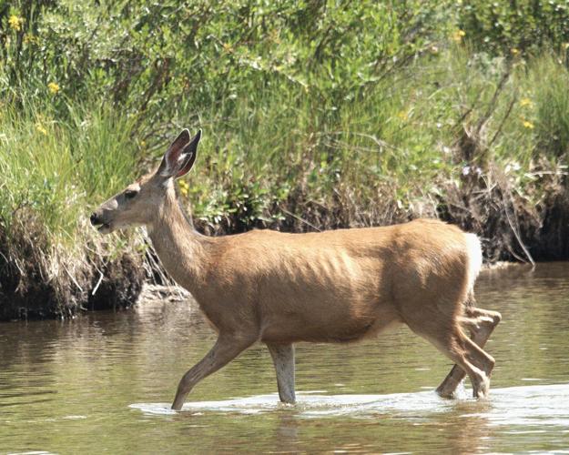The potential dangers of chronic wasting disease | Outdoors ...