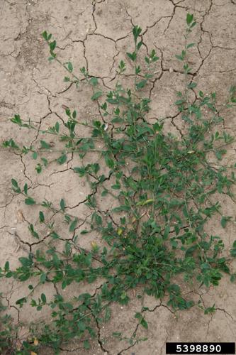 prostrate knotweed uk