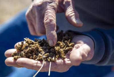'This is total devastation' — Magic Valley bees dying in droves | Local ...