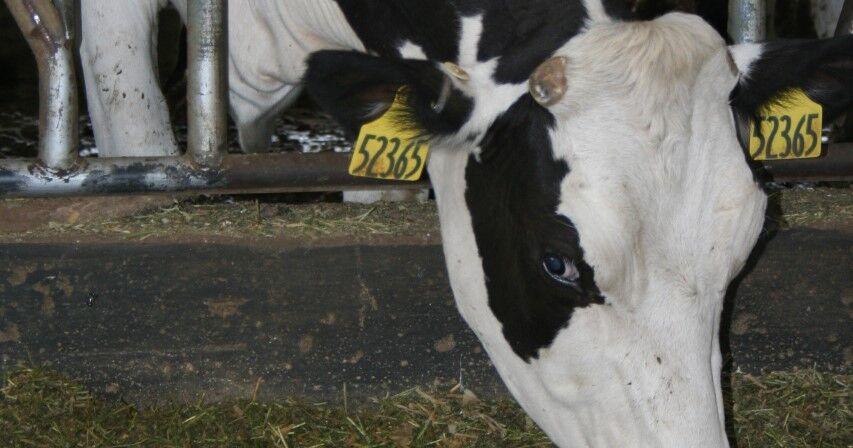 Importance of genomics for genetic improvement in dairy cows | Western ...