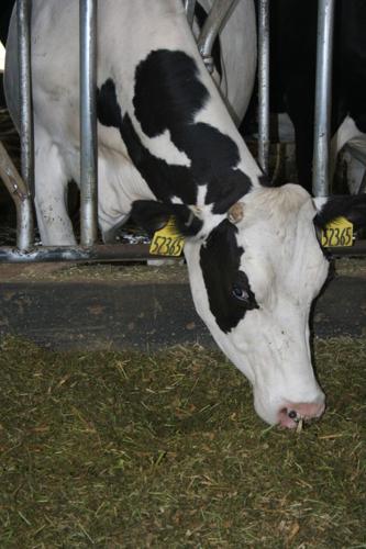 Importance of genomics for genetic improvement in dairy cows | Western ...