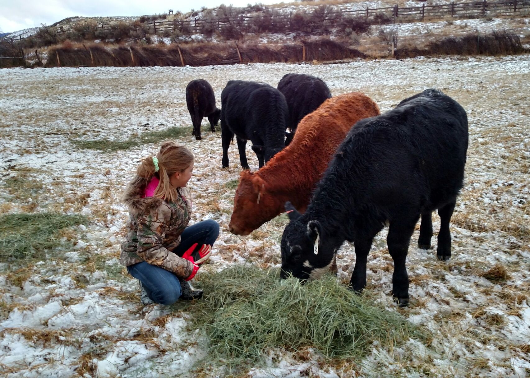 Barnyard Basics: Cattle history – wild cattle were domesticated about ...