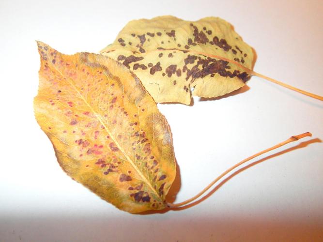 The Bug Box: Appleleaf blister mites | Columnists | postregister.com
