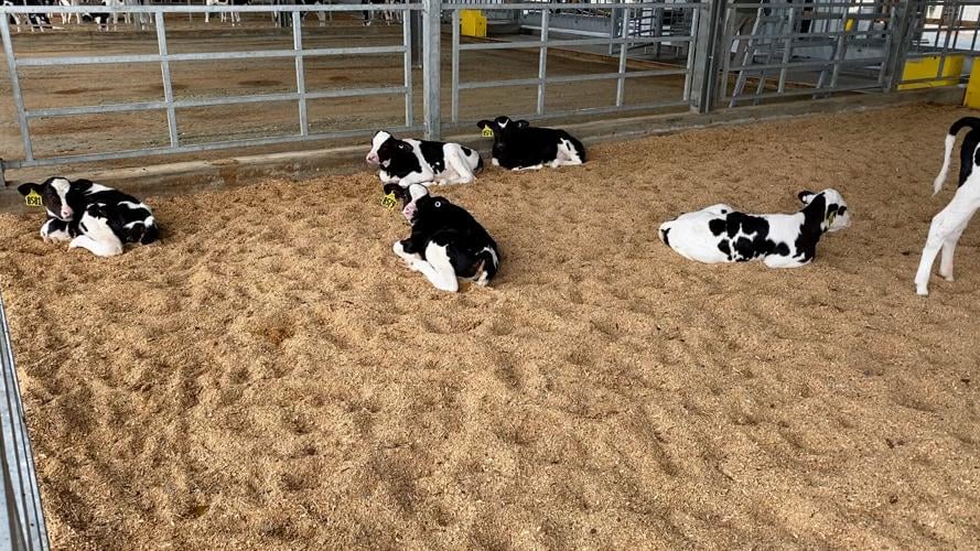 Housing for dairy calves | Farm & Ranch | postregister.com