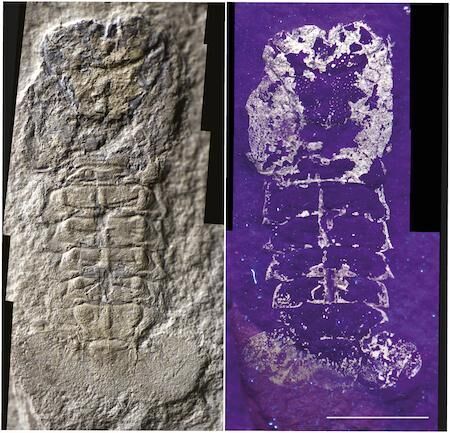 Newly discovered prehistoric lobster named after local paleontologist ...