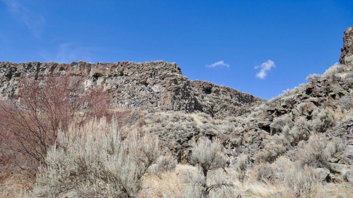 Connelly: Sagebrush -- a common but vital shrub | News | postregister.com