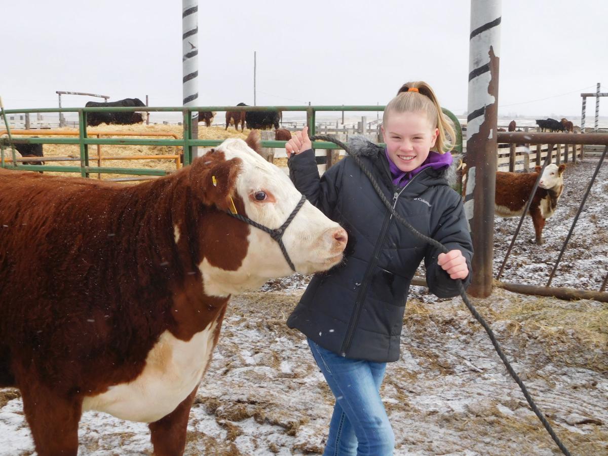 Blackfoot ranch to show bulls in livestock 'Super Bowl' | Eastern Idaho ...