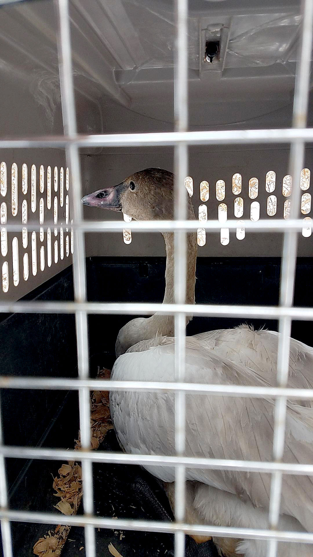 Wild swan chase: Downed bird brings adventure to INL laborer’s Veterans ...