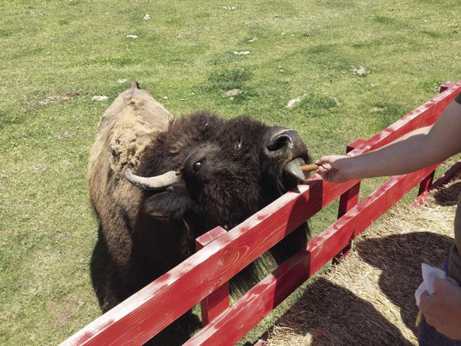 EXPERIENCING BISON: Bannock County couple provides wagon rides at bison ...