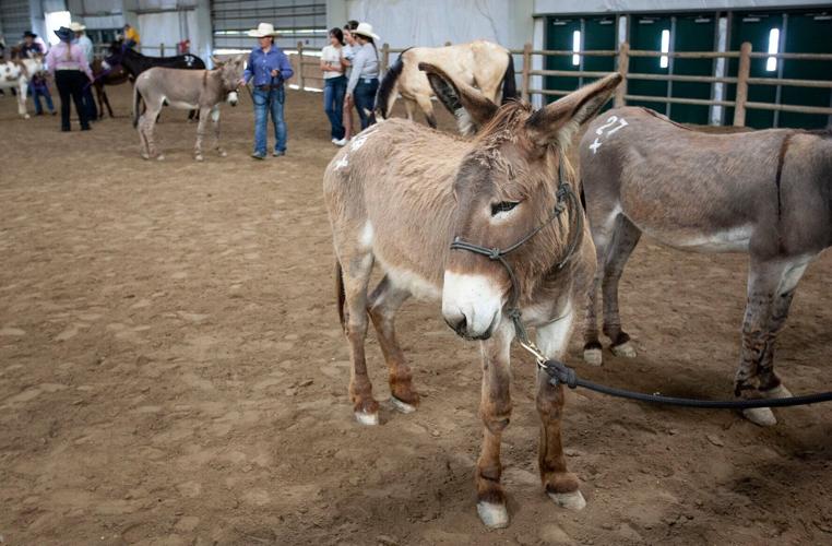 A work in progress: Recently wild mustangs and burros show their new ...