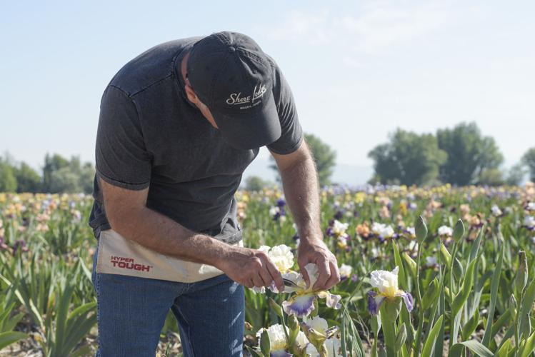 A sea of iris, as far as the eye can see | Crops | postregister.com