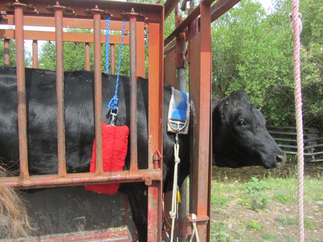 Barnyard Basics: Hoof injuries: Growing a new foot | Columnists ...
