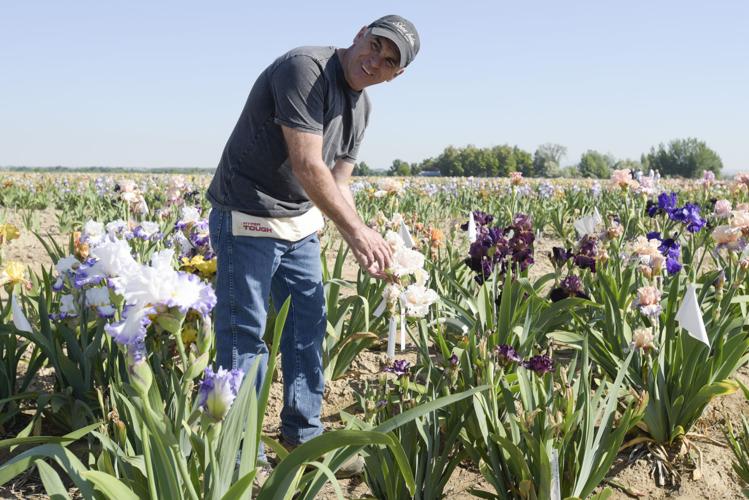 A sea of iris, as far as the eye can see | Crops | postregister.com