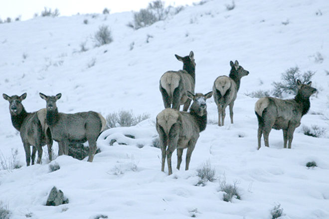 Marauding elk targeting haystacks in Lost River, Little Lost valleys ...