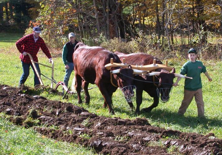 Barnyard Basics: Training cattle as oxen: Part I | Columnists ...