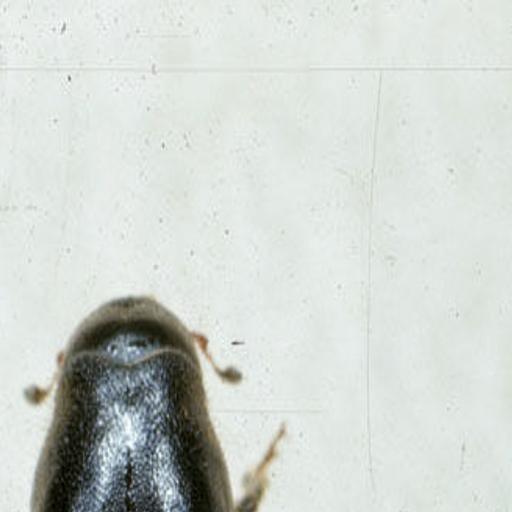 pine beetles alabama