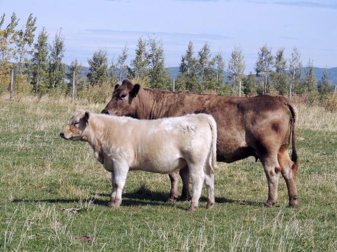 H Diamond Cattle Company raises murray grey cattle | Western Life ...