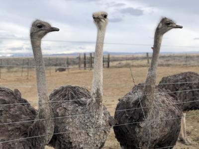Idaho has a few thousand ostriches? | Farm & Ranch | postregister.com